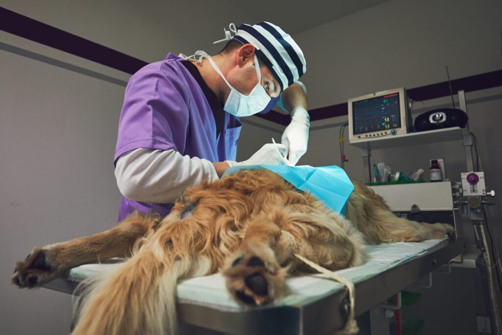 What to Expect When Your Dog Needs TPLO Surgery - Maryland Veterinary ...