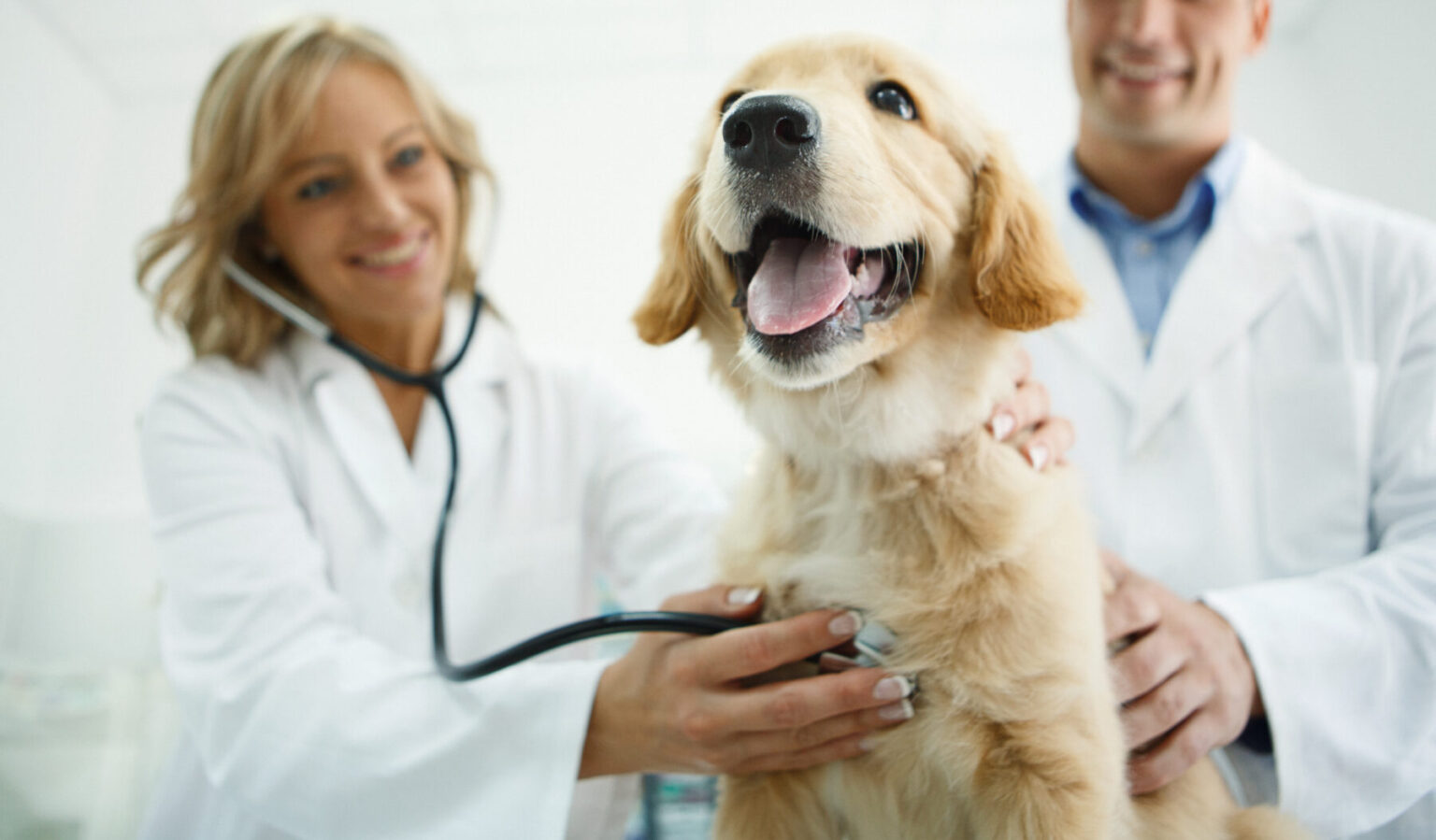 How Physical Rehabilitation Can Improve Your Dog’s Recovery After ...