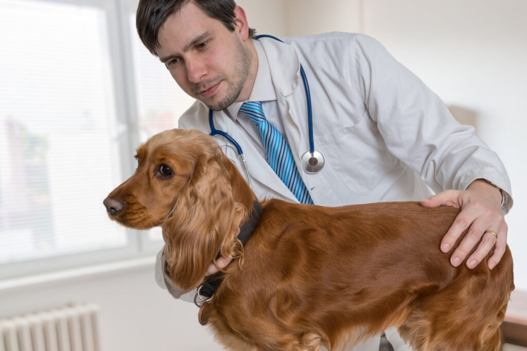 OCD of the Shoulder for Dogs - Maryland Veterinary Surgical Services