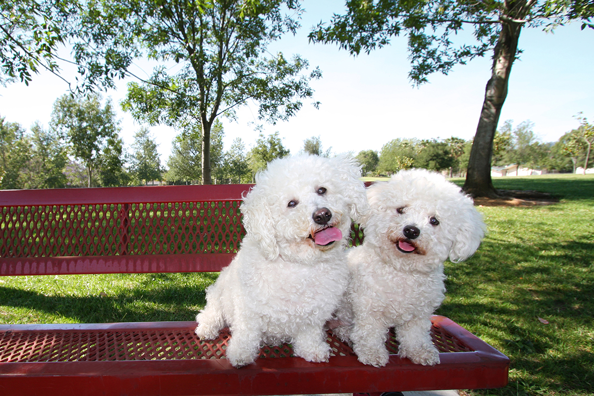 Spring Safety Tips For Pet Owners - Maryland Veterinary Surgical Services