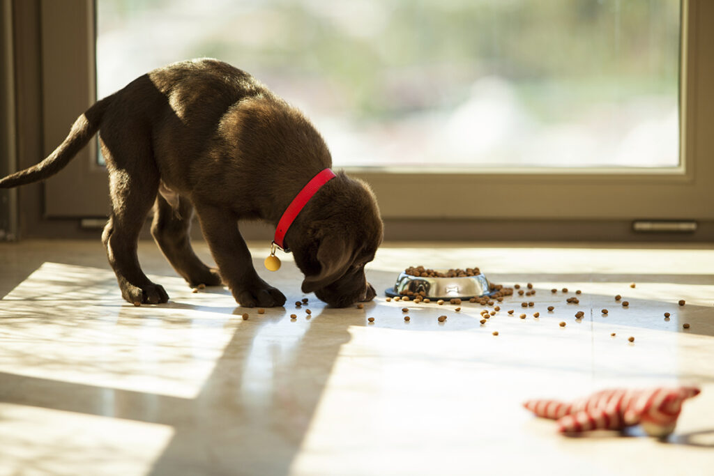 Recognizing the Signs of an Underweight Dog - Maryland Veterinary ...