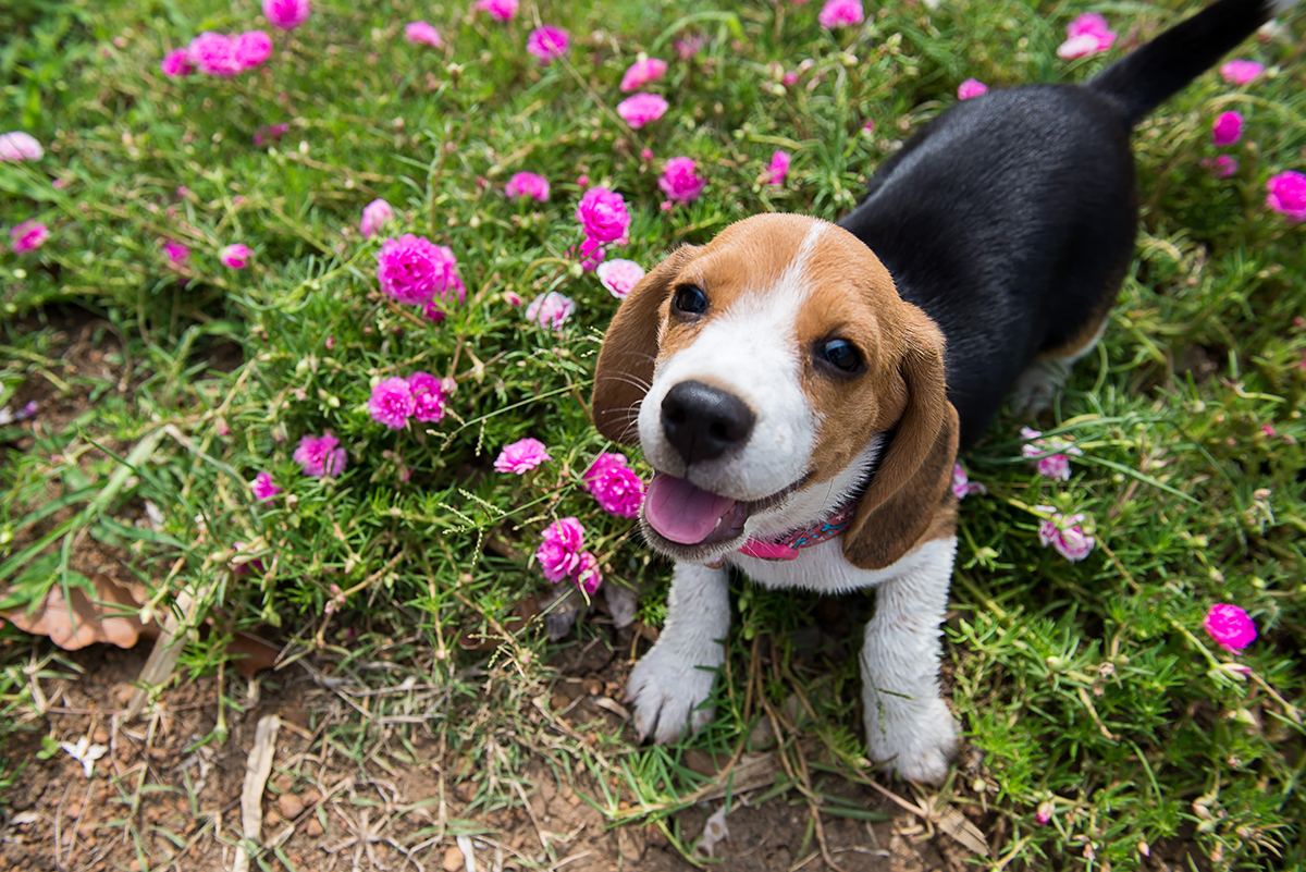 Spring Safety Tips for Pet Owners - Maryland Veterinary Surgical Services