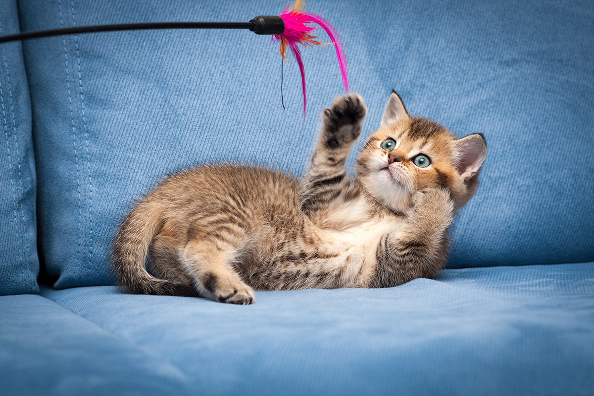 Enrich Your Cat’s Life: A Guide for Pet Owners - Maryland Veterinary ...