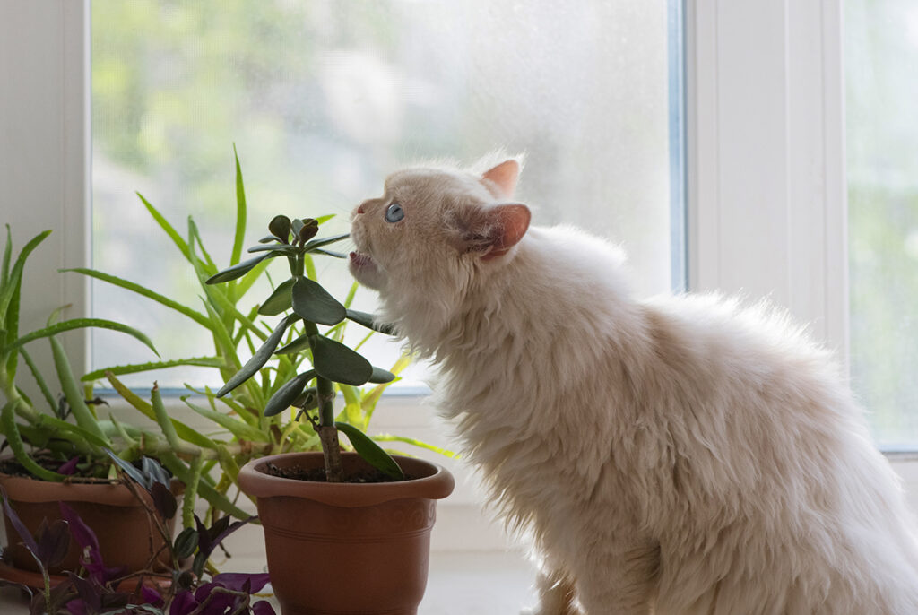 Spring Safety for Cats: Tips for a Happy, Healthy Season - Maryland ...