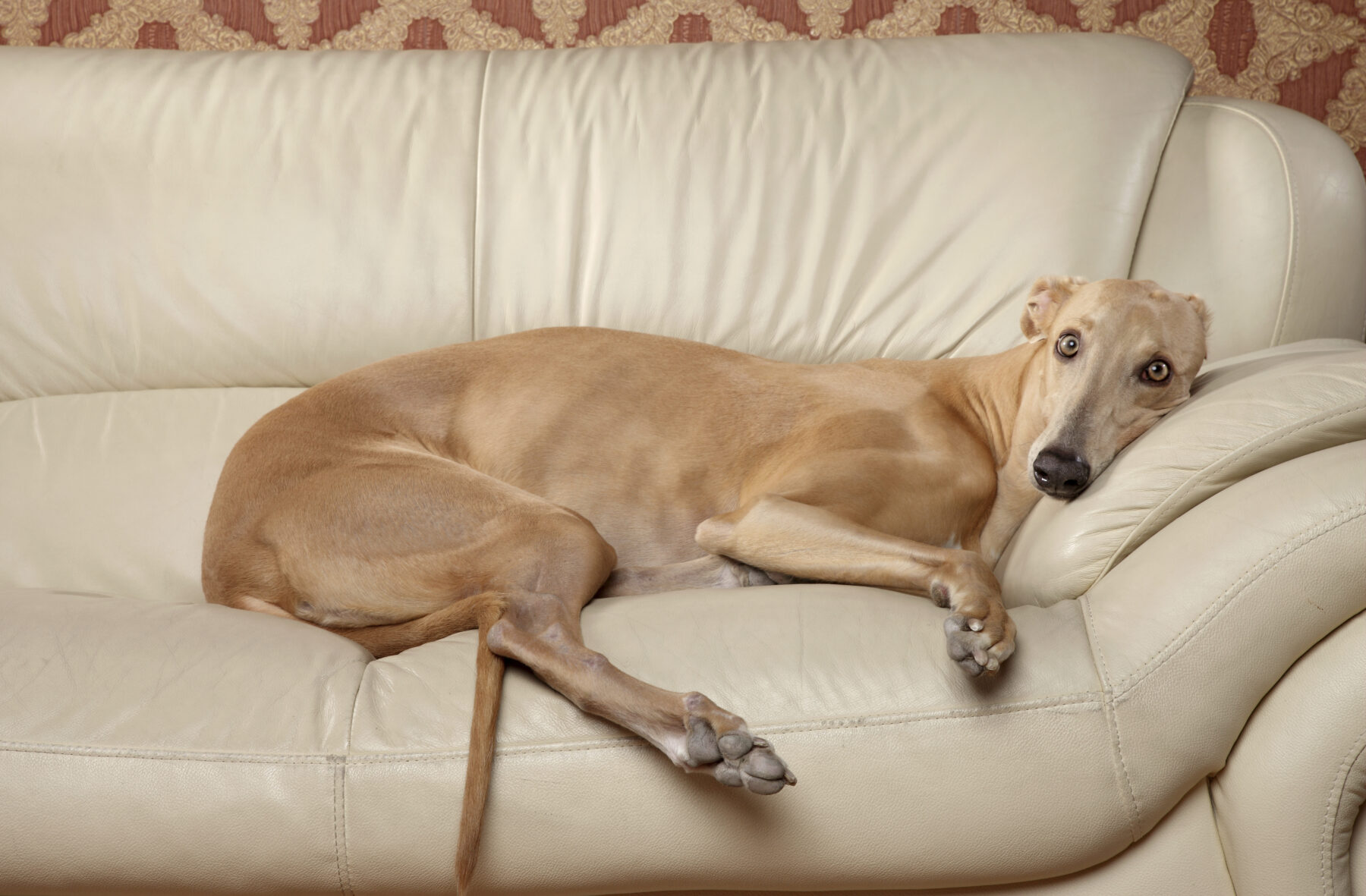 Surgical Repair of Femur Fractures in Dogs: What to Expect - Maryland ...