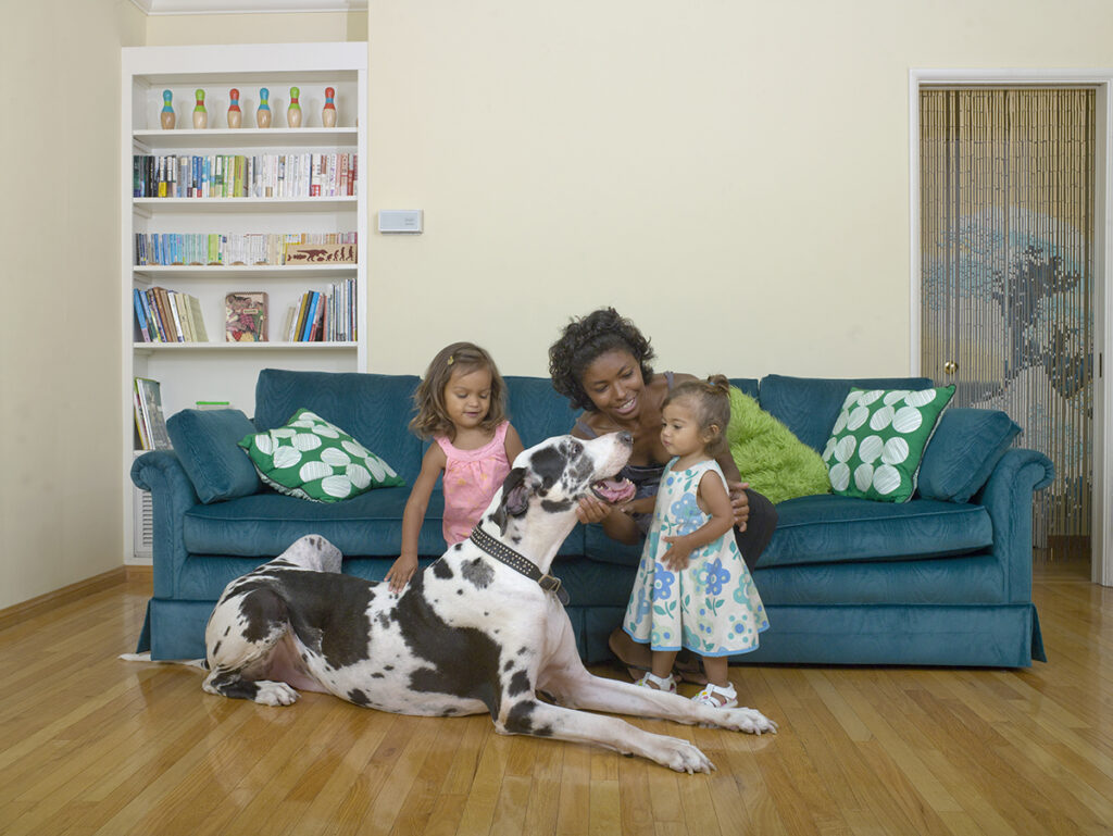 OCD of the Hock in Dogs: Diagnosis and Treatment - Maryland Veterinary ...