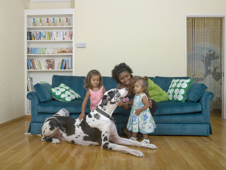 OCD of the Hock in Dogs: Diagnosis and Treatment - Maryland Veterinary ...