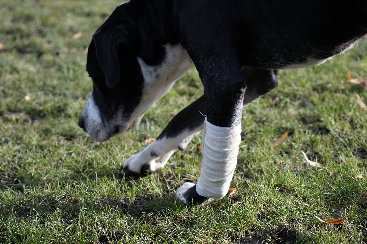 Treating Radius and Ulna Fractures in Dogs: Surgical Techniques and ...